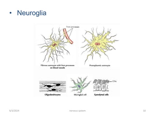 nervous system - general anatomy presentation | PPTX