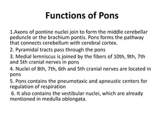 nervous system and different parts of brain.pptx