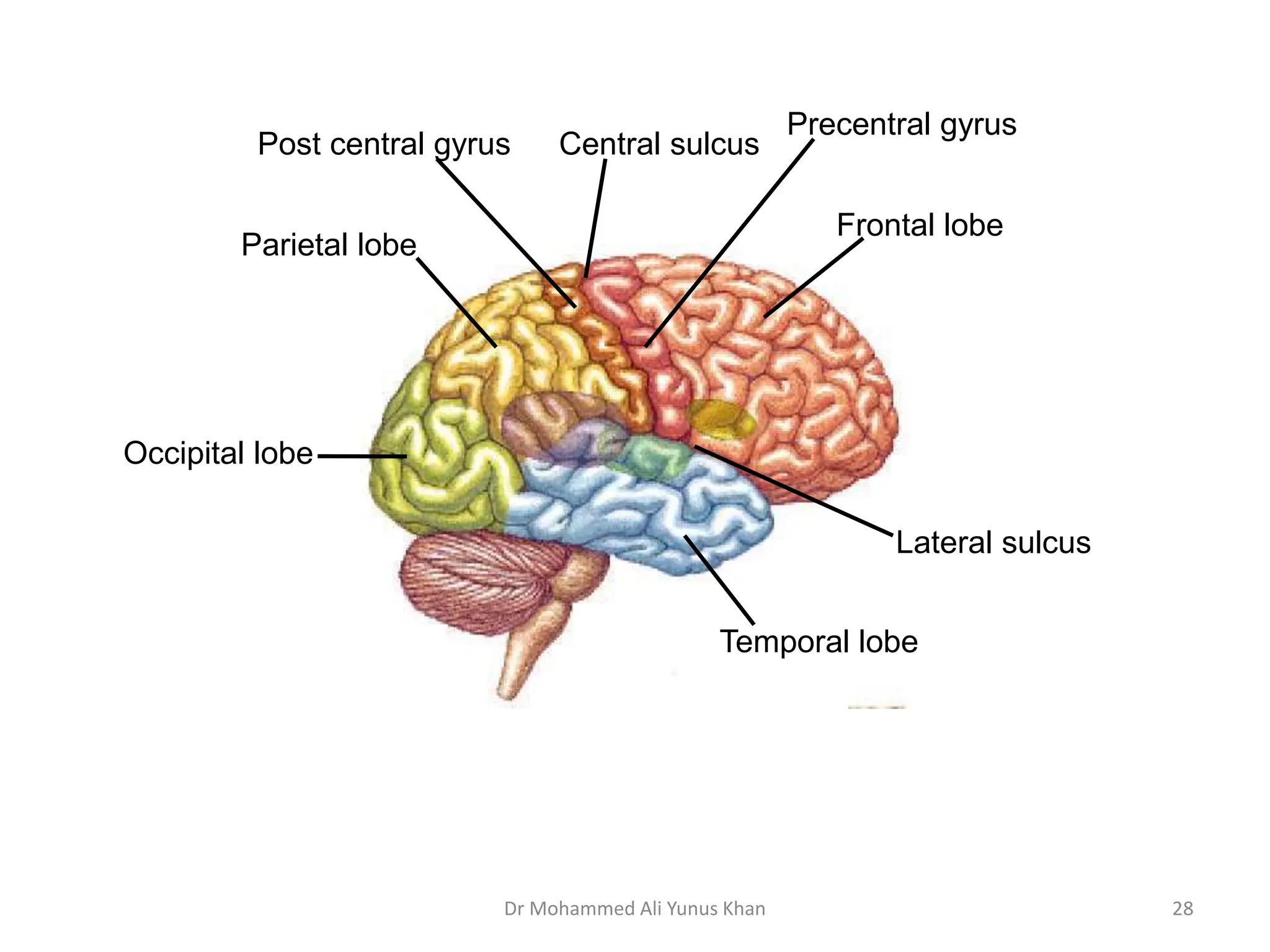 anatomy and physiology of Nervous system.ppt