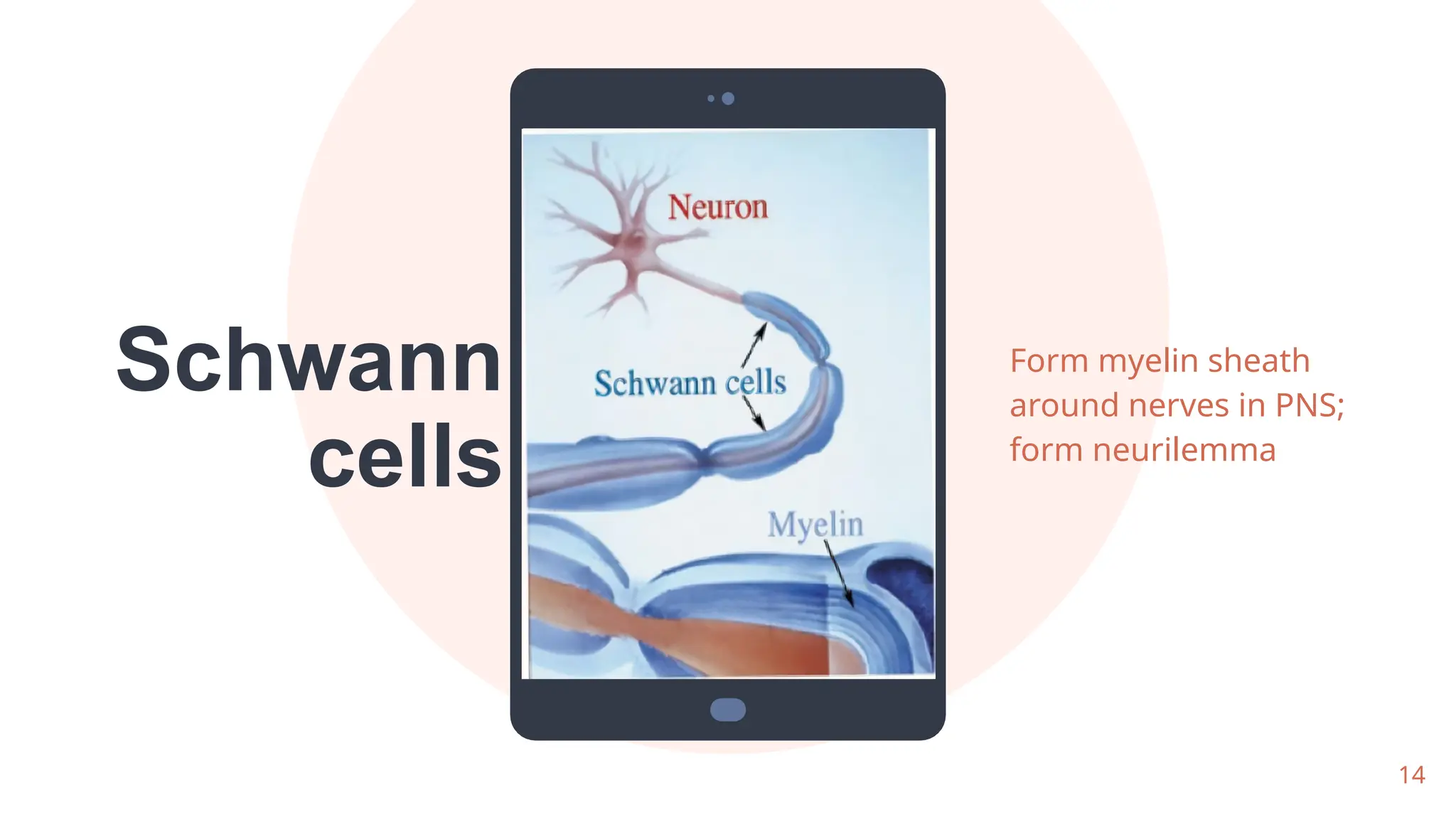 Nervous System| Anatomy and Physiology I | PPTX