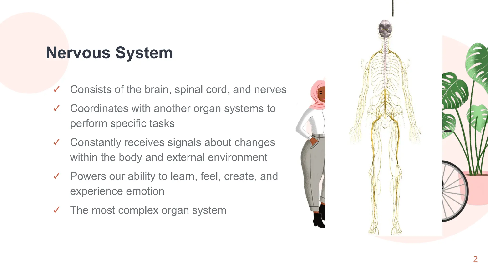 Nervous System| Anatomy and Physiology I | PPTX