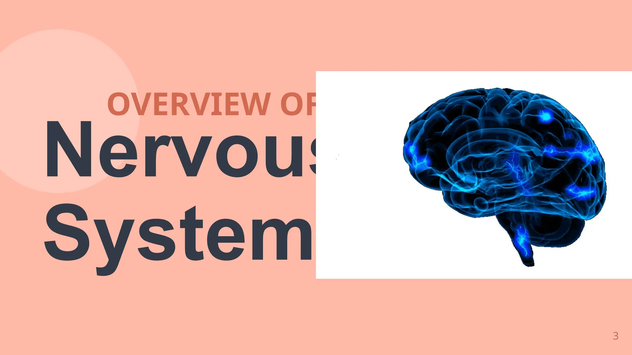 Nervous System| Anatomy and Physiology I | PPTX