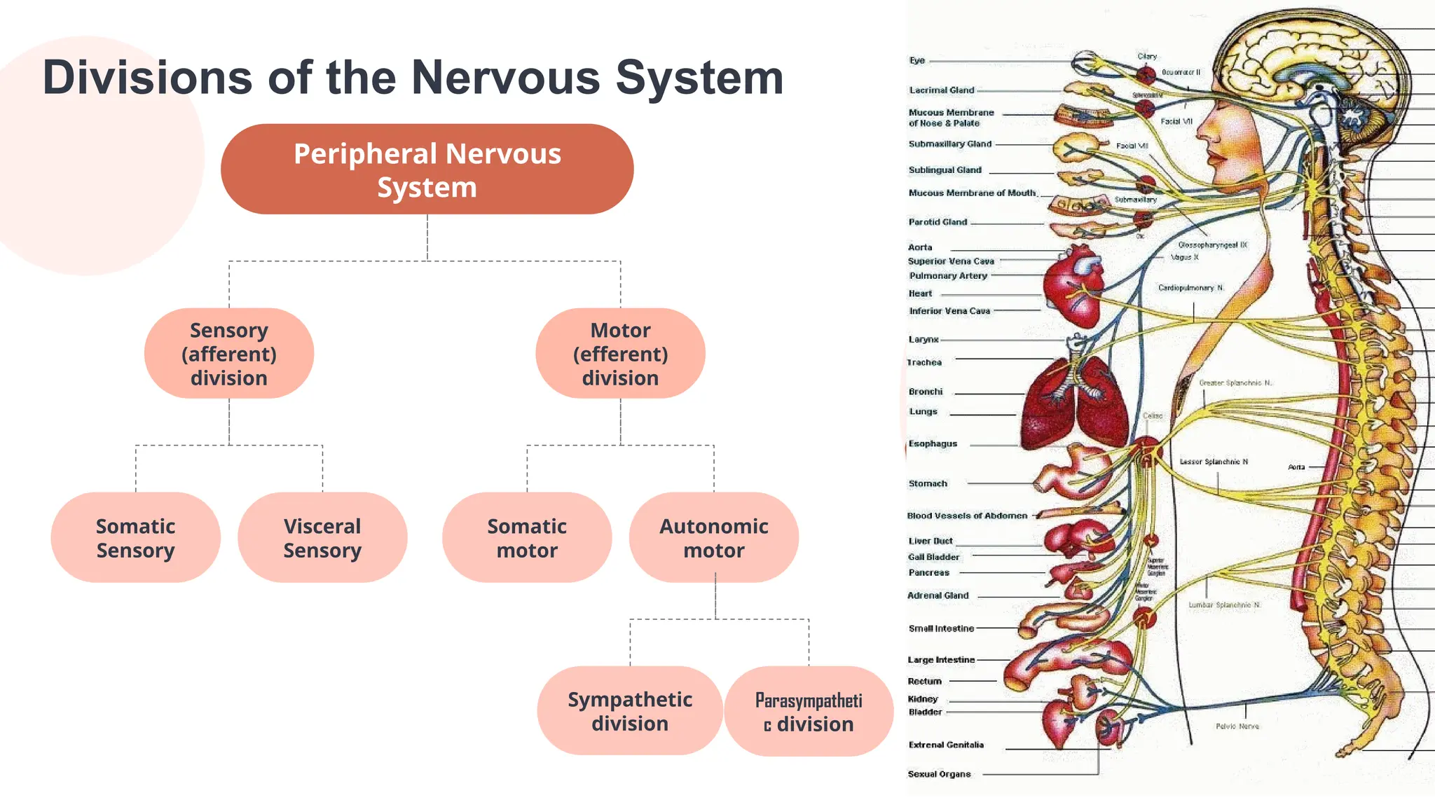 Nervous System| Anatomy and Physiology I | PPTX