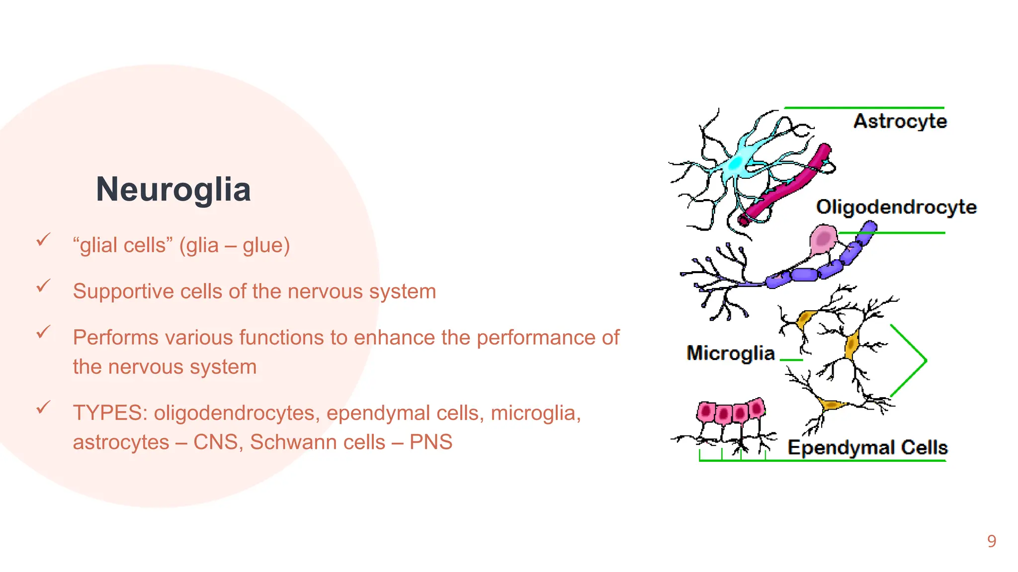 Nervous System| Anatomy and Physiology I | PPTX