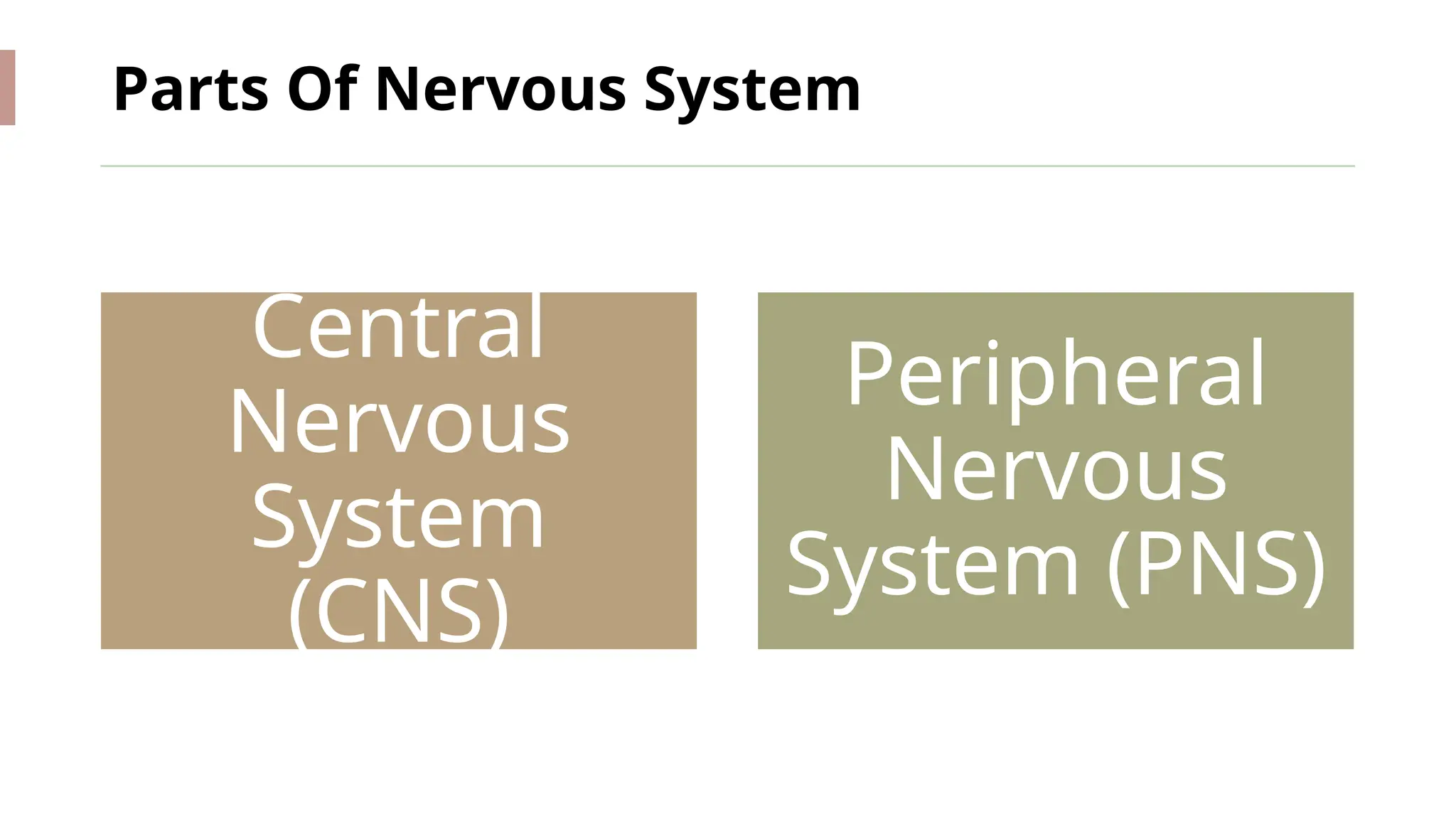Nervous System.pptx mhghjghvbvhmvhgvhvhvhv | PPT