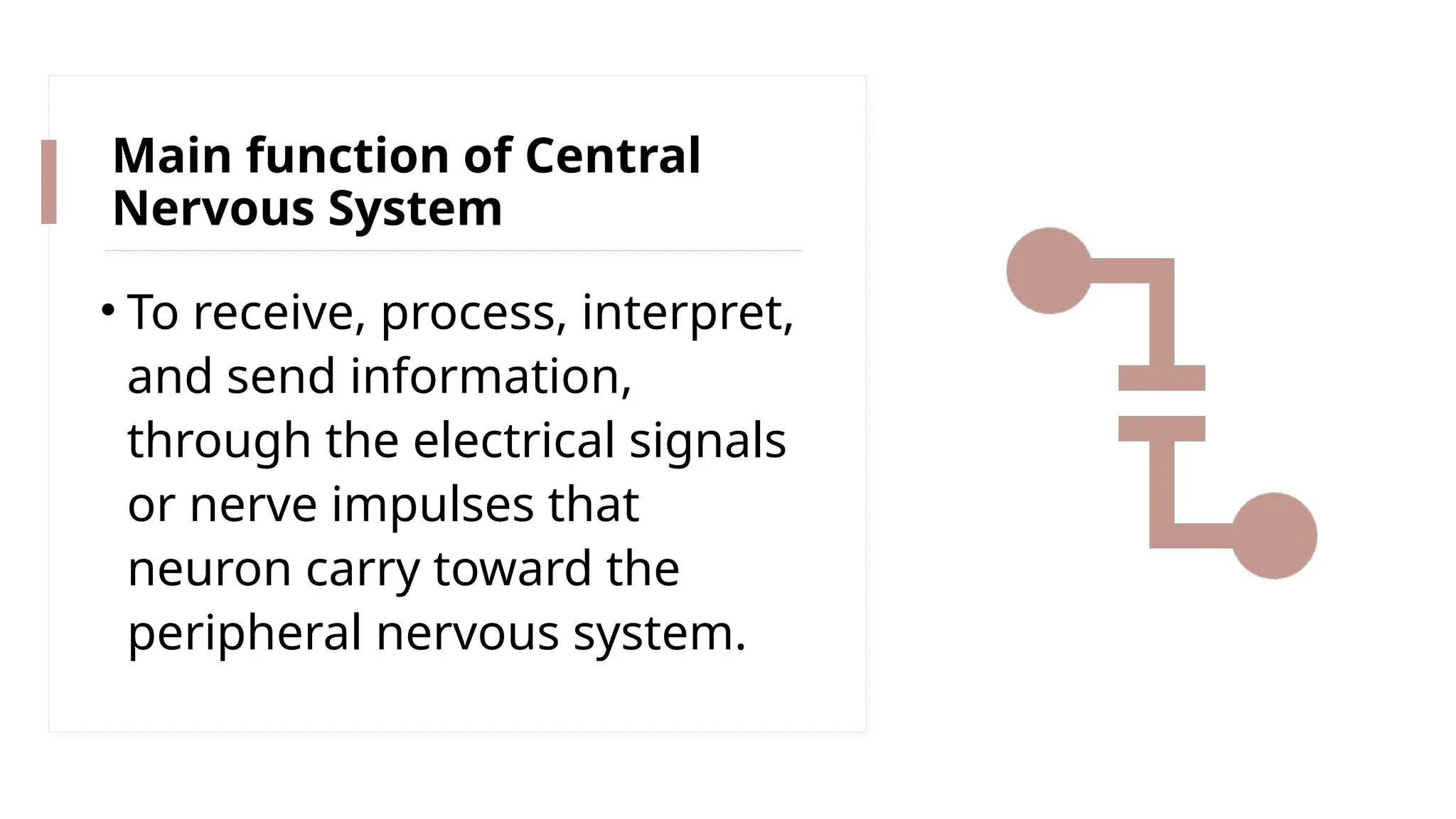 Nervous System.pptx mhghjghvbvhmvhgvhvhvhv | PPT