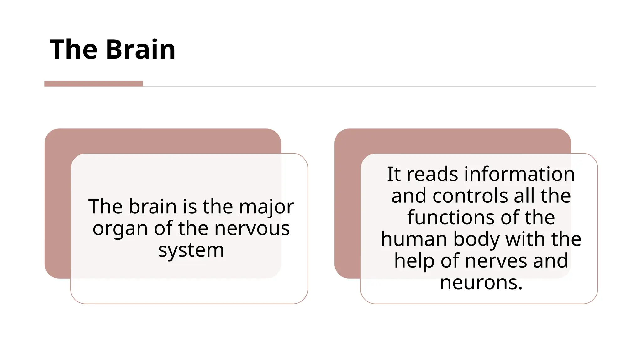 Nervous System.pptx mhghjghvbvhmvhgvhvhvhv | PPT