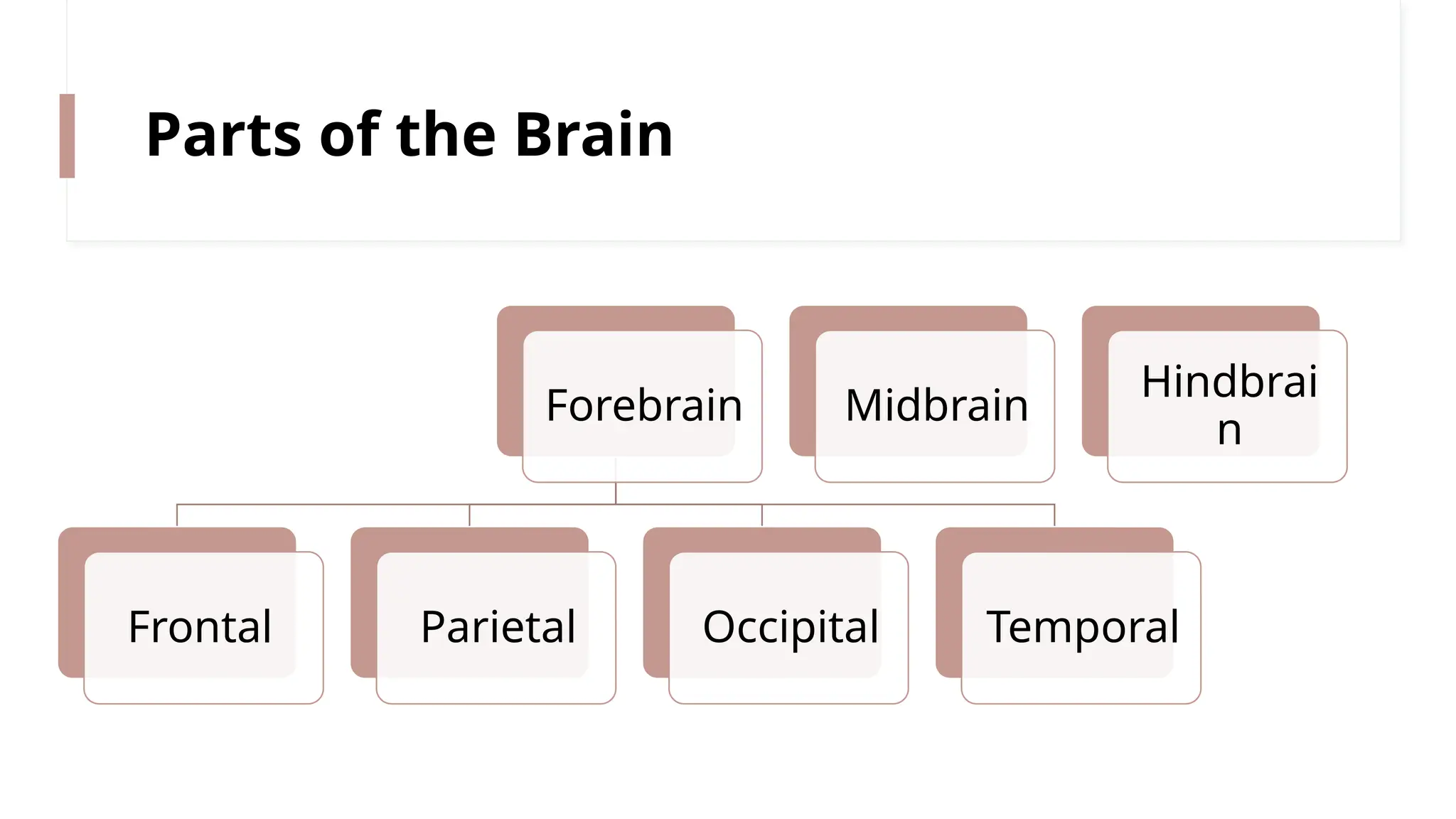 Nervous System.pptx mhghjghvbvhmvhgvhvhvhv | PPT