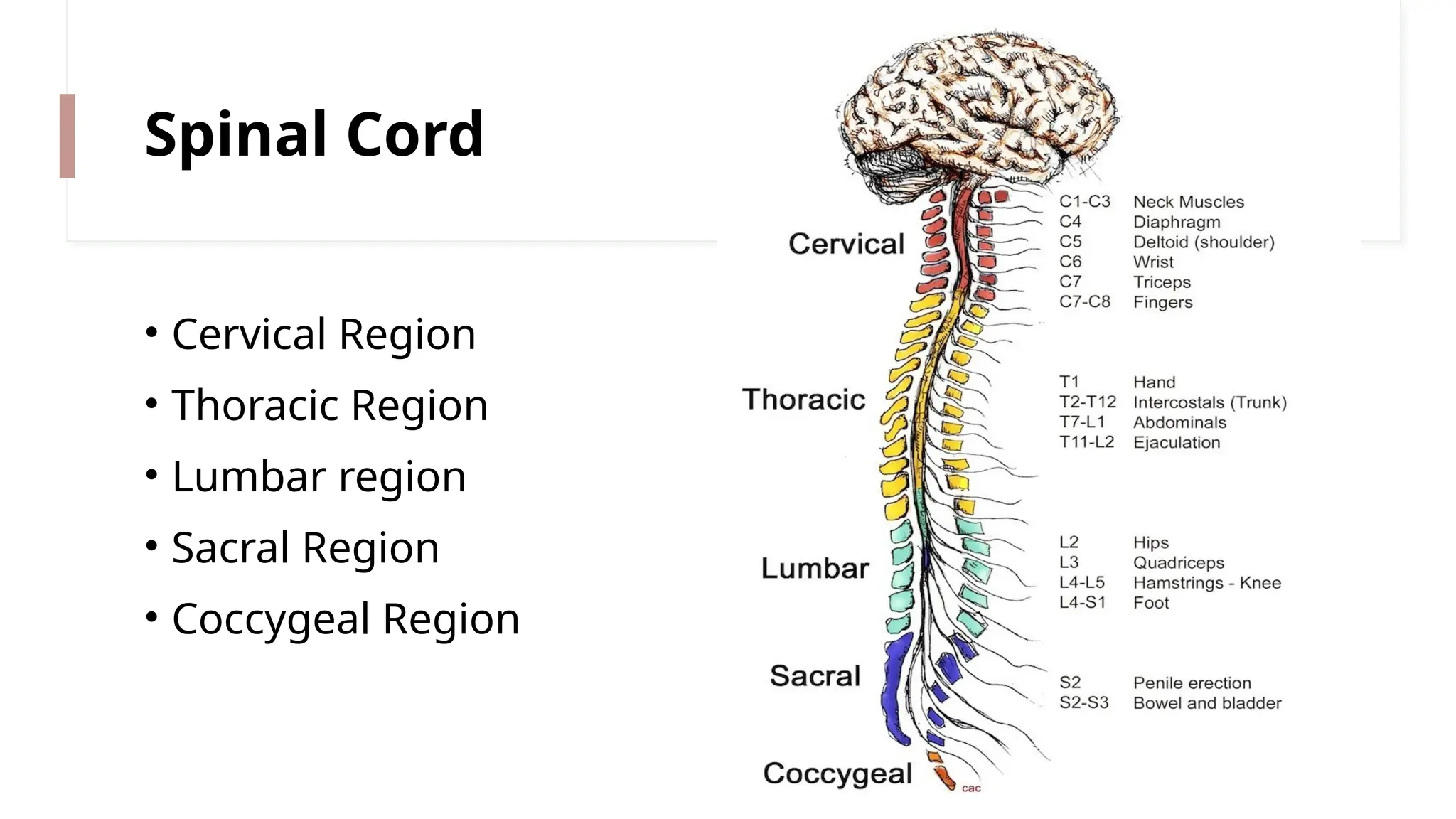 Nervous System.pptx mhghjghvbvhmvhgvhvhvhv | PPT