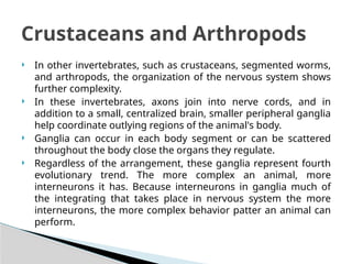 Nervous system.pptx, types and functions | PPTX