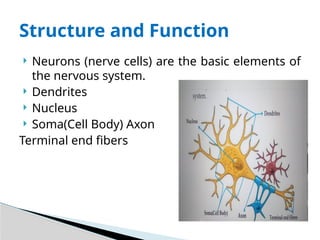 Nervous system.pptx, types and functions | PPTX
