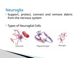 Nervous system.pptx, types and functions | PPTX