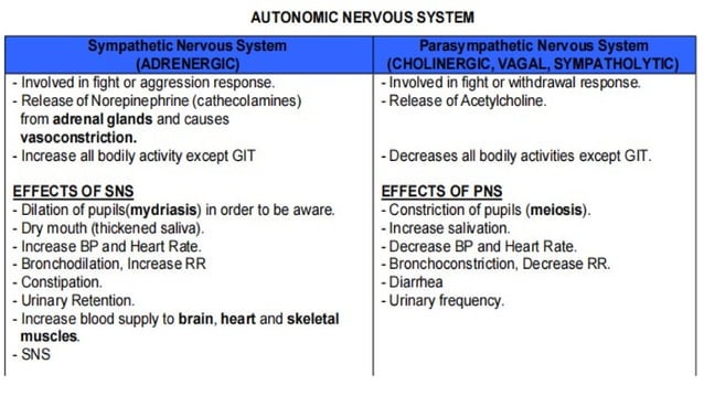 Nervous System0 neurology 101.......pptx