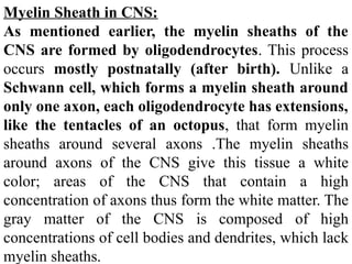 Nervous System.pptx by zoologist from fisheries lab | PPT