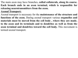 Nervous System.pptx by zoologist from fisheries lab | PPT