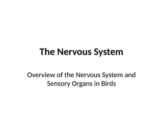 Nervous_System.pptx poultry physiology.. | PPTX