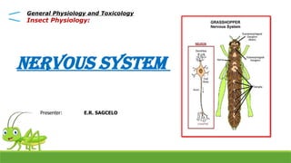 Insect Physiology: The Nervous System of an Insect | PPTX