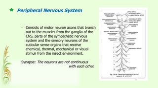 Insect Physiology: The Nervous System of an Insect | PPTX
