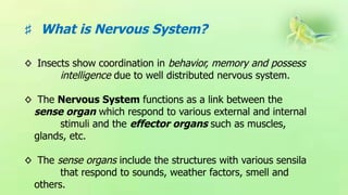 Insect Physiology: The Nervous System of an Insect | PPTX