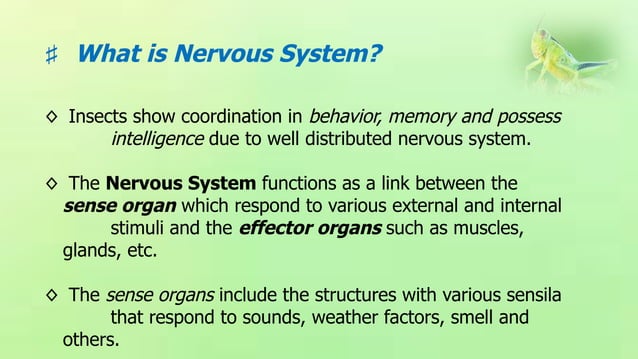Insect Physiology: The Nervous System of an Insect | PPTX