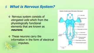 Insect Physiology: The Nervous System of an Insect | PPTX