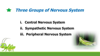 Insect Physiology: The Nervous System of an Insect | PPTX