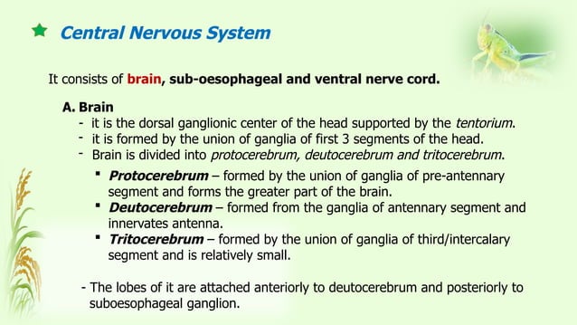 Insect Physiology: The Nervous System of an Insect | PPTX