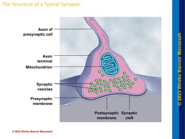 Detailed description of the nervous system | PPT