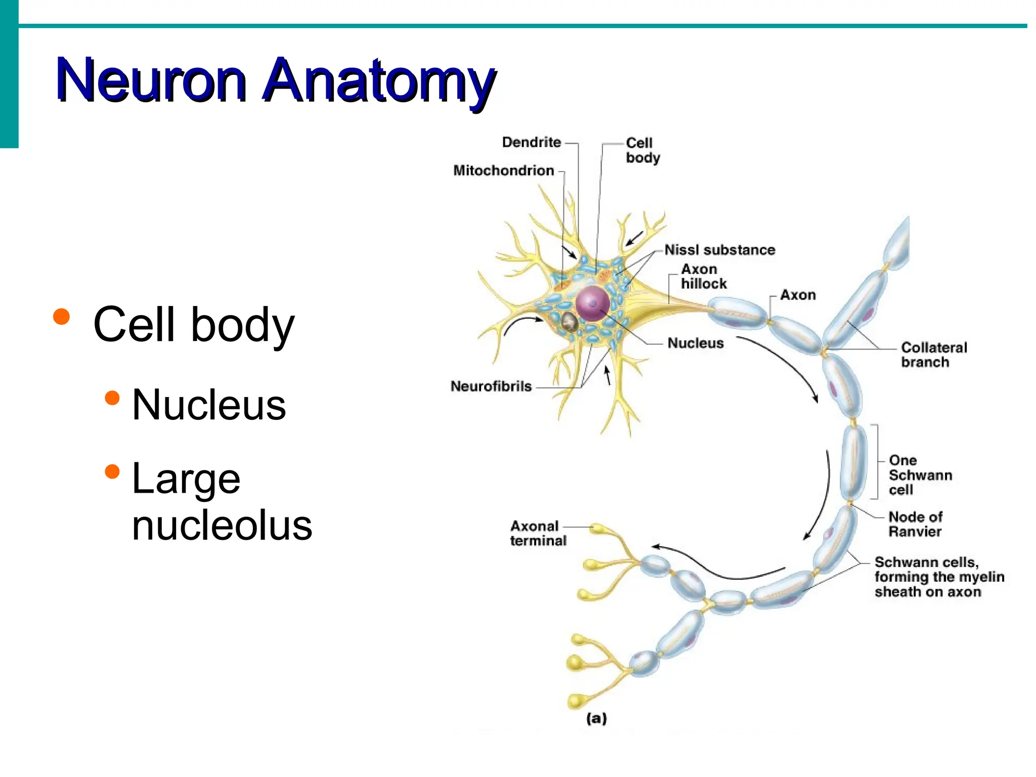 Introduction to nervous system, structure and functions of neurons | PPT