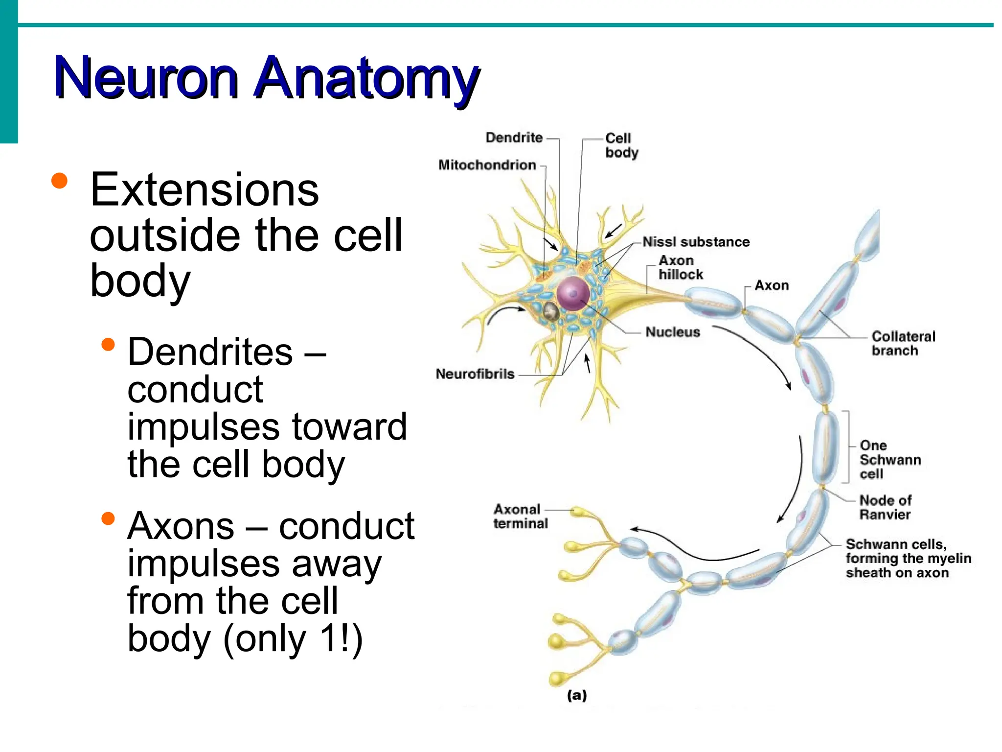 Introduction to nervous system, structure and functions of neurons | PPT