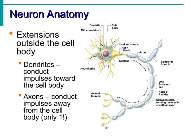 Introduction to nervous system, structure and functions of neurons | PPT