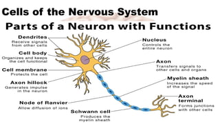 Anatomy and physiology of the nervous system.pptx