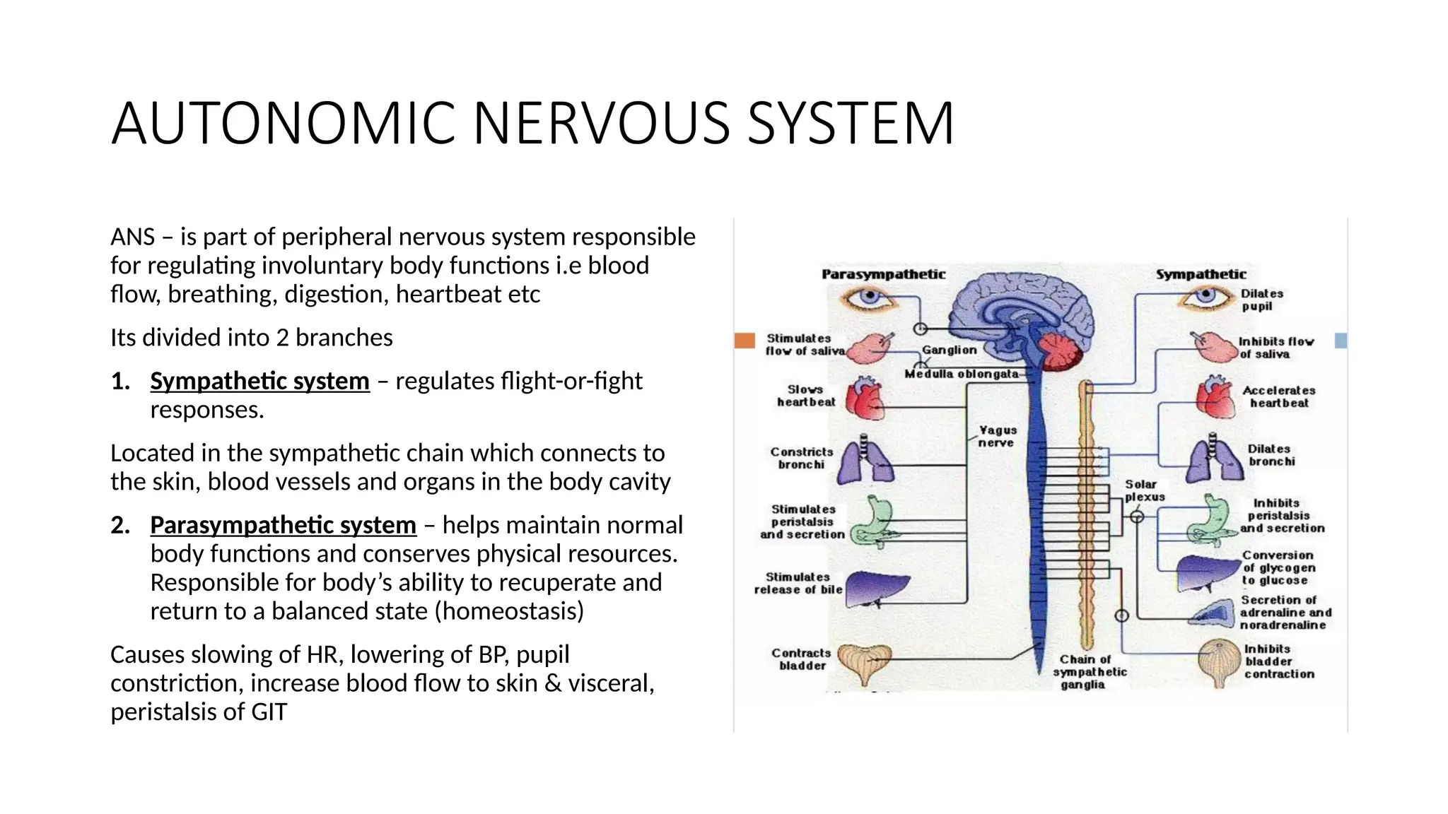 NERVOUS SYSTEM IN INTRODUCTION TO GENERAL ANATOMY | PPTX