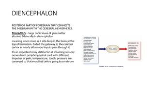 NERVOUS SYSTEM IN INTRODUCTION TO GENERAL ANATOMY | PPTX