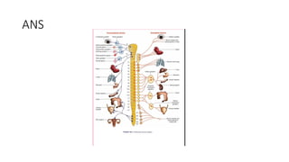 NERVOUS SYSTEM IN INTRODUCTION TO GENERAL ANATOMY | PPTX