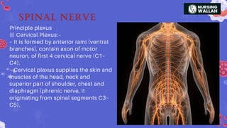 Nervous System bsc nursing first semester | PDF