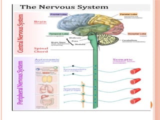 Comprehensive Overview of the Human Nervous System: Structure and ...
