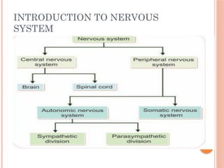 Comprehensive Overview of the Human Nervous System: Structure and ...