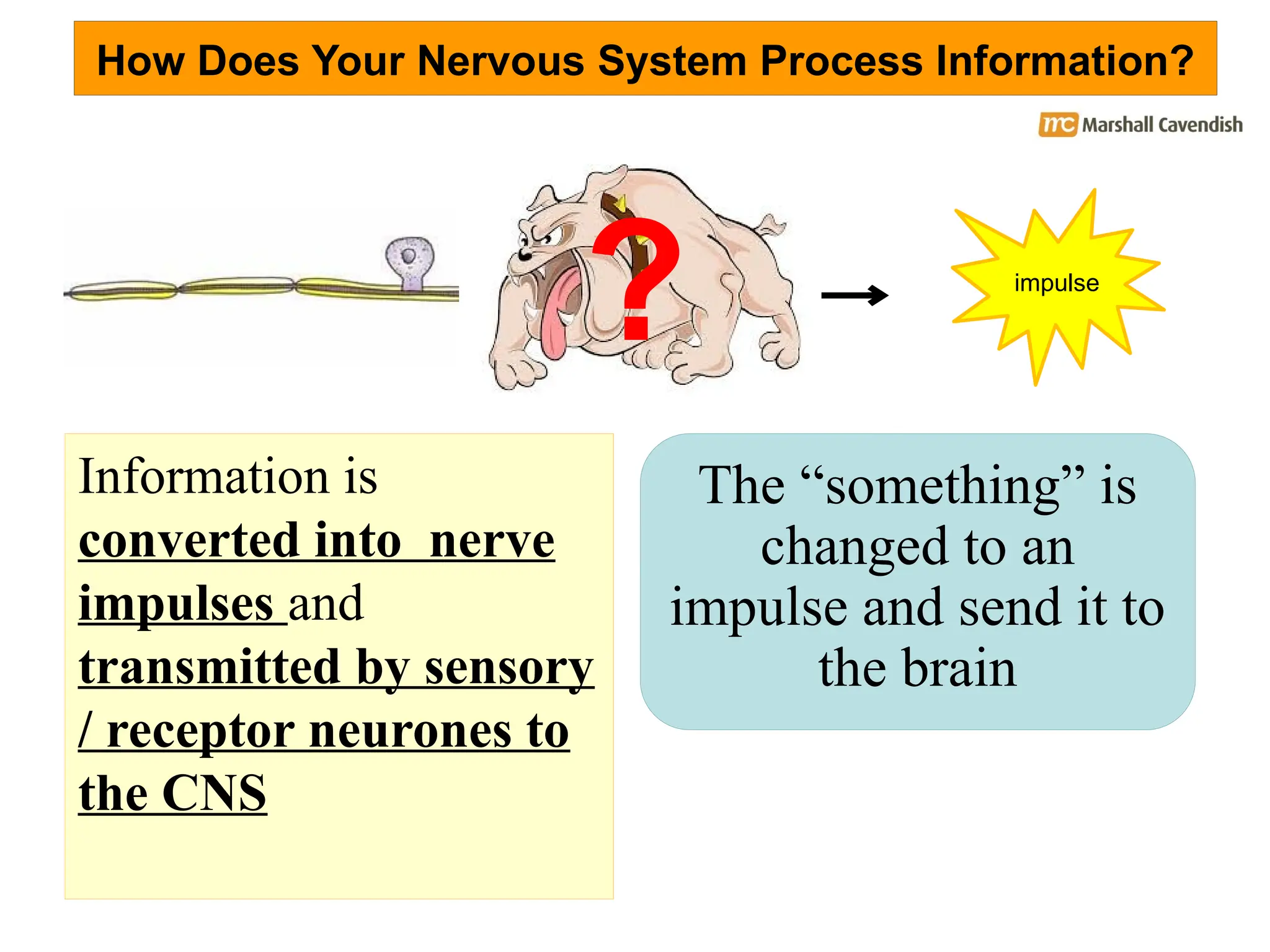 Nervous System IGCSE Powerpoint Slide Presentation | PPTX
