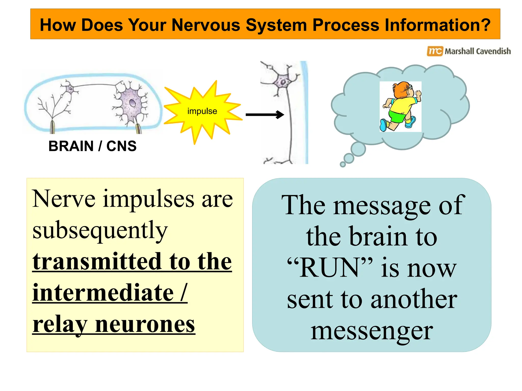 Nervous System IGCSE Powerpoint Slide Presentation | PPTX