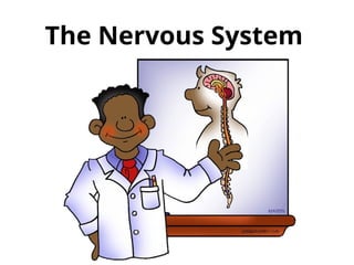 Nervous System IGCSE Powerpoint Slide Presentation | PPTX