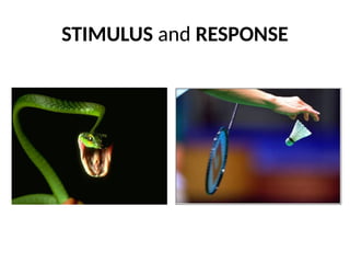 Nervous System IGCSE Powerpoint Slide Presentation | PPTX