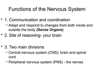 Nervous System IGCSE Powerpoint Slide Presentation | PPTX