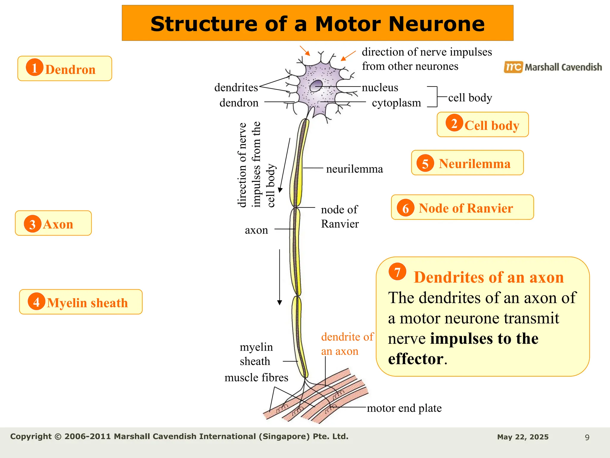 Nervous System Powerpoint Slide Presentation | PPTX