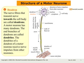 Nervous System Powerpoint Slide Presentation | PPTX