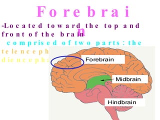 Nervous System B1 | PPT | Brain and Nervous System Disorders | Diseases ...