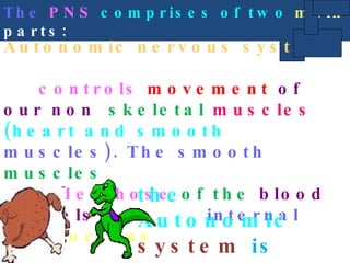 Nervous System B1 | PPT
