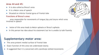 cerebrum(cerebral cortex) physiology | PPTX