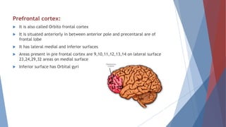 cerebrum(cerebral cortex) physiology | PPTX