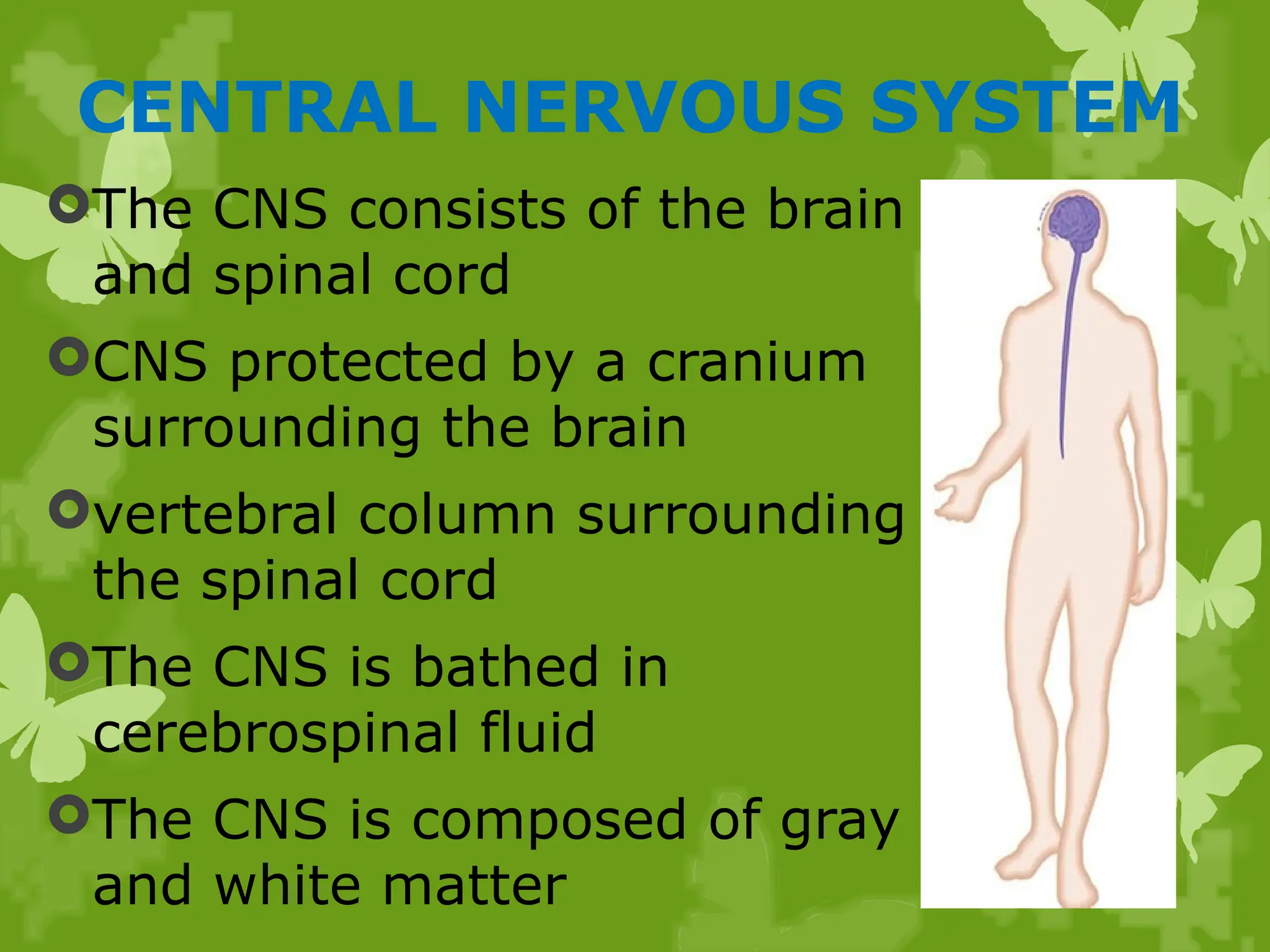 nervoussystem-CLASS with classification of nervous system | PPTX